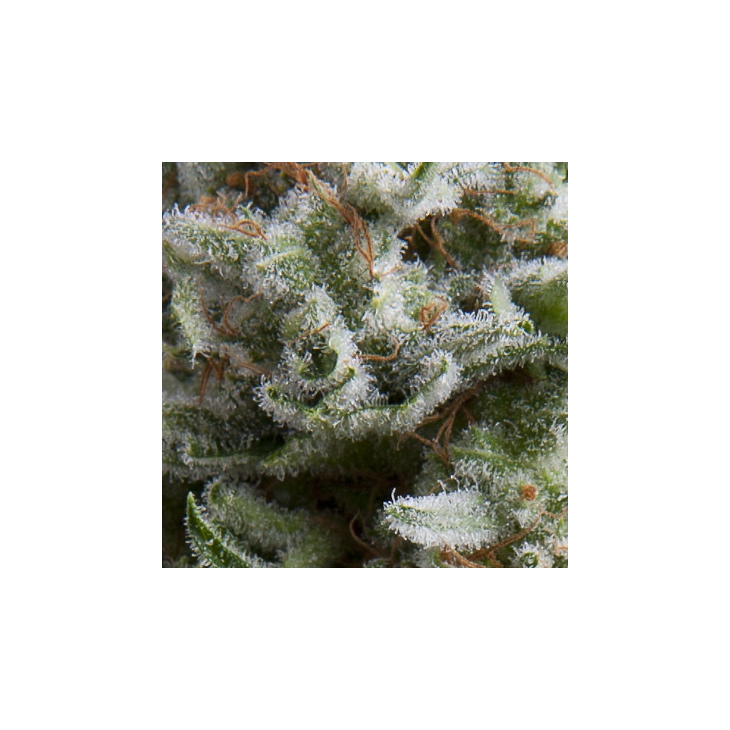 Sementes Auto Anesthesia: Indica Automática | Pyramid Seeds®