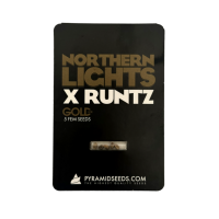 Northern Lights x Runtz – potência lendária da Gold Line | Pyramid Seeds