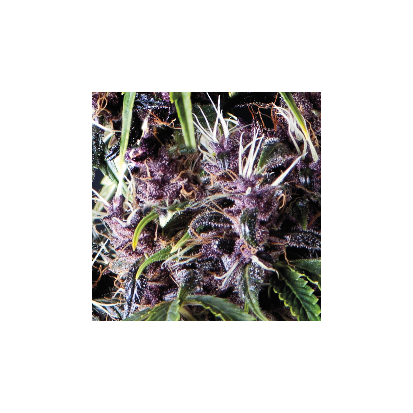 Sementes Auto Purple: A Maconha Roxa Mais Vendida | Pyramid Seeds