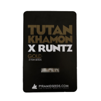 Tutankhamon × Runtz – THC 27% & Sabor Premium | Gold Line